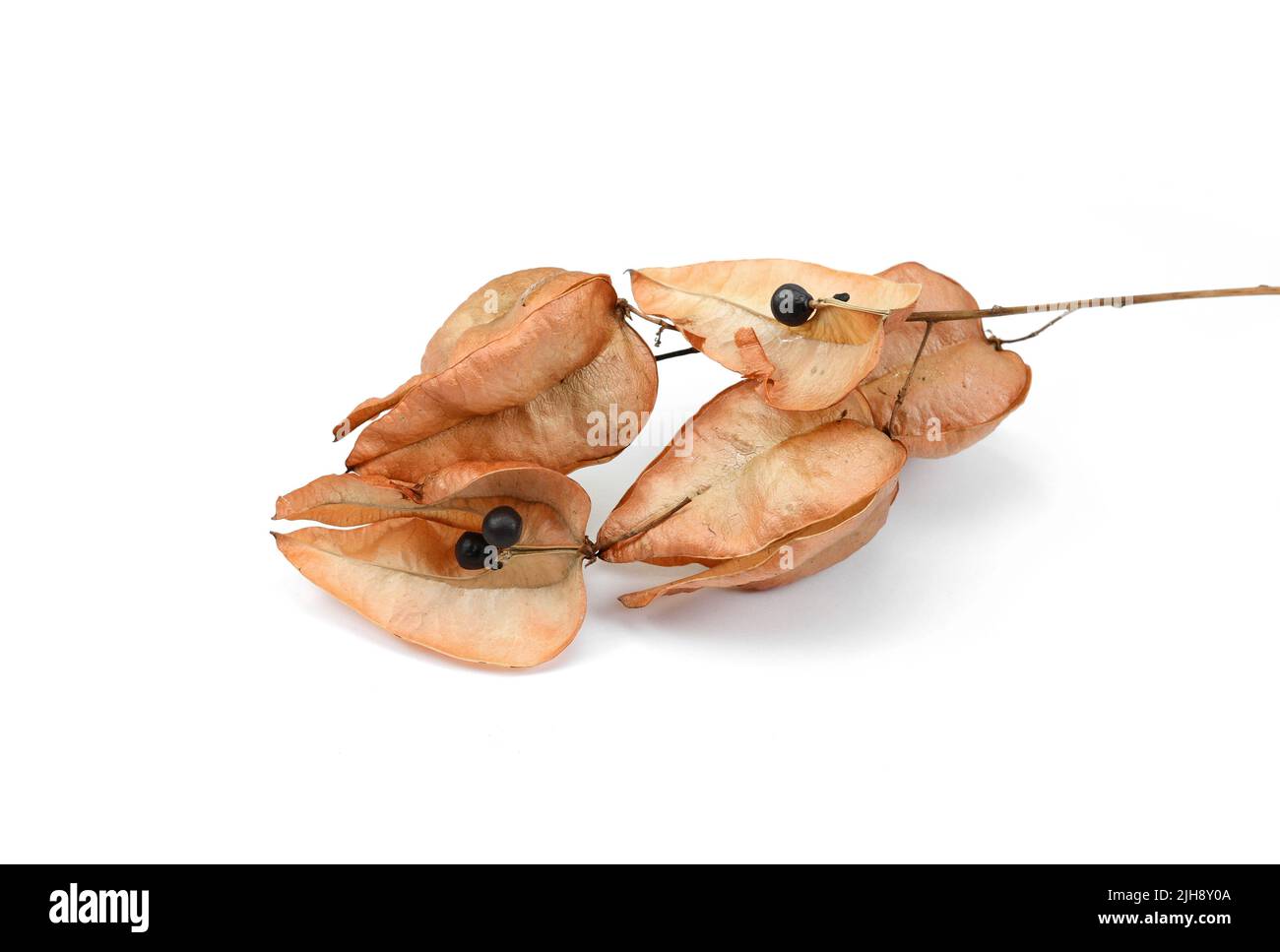 Golden rain tree fruit, pride of India, China tree and varnish tree ...