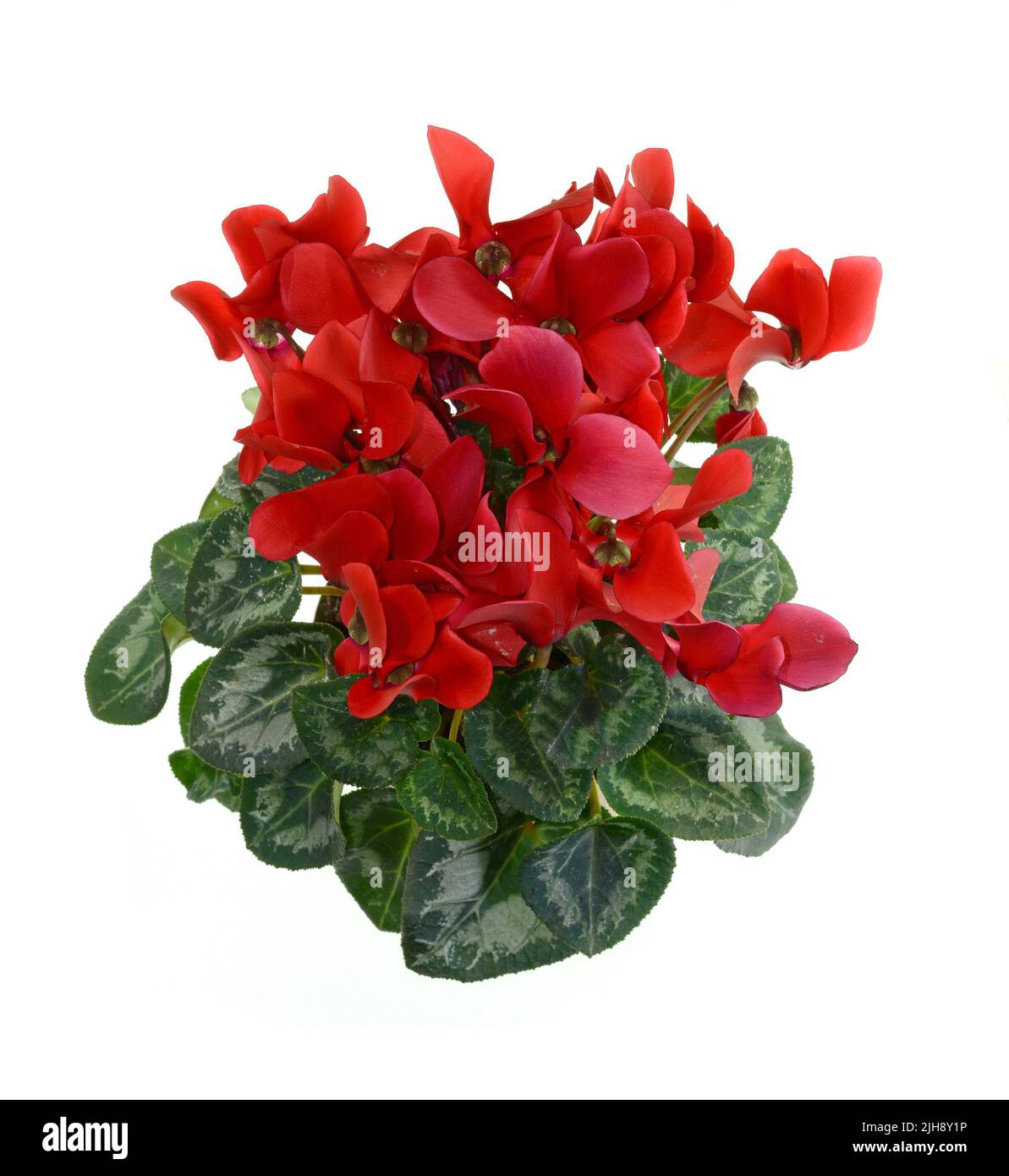 Red flower of cyclamen in a pot isolated on white background. Persian ...
