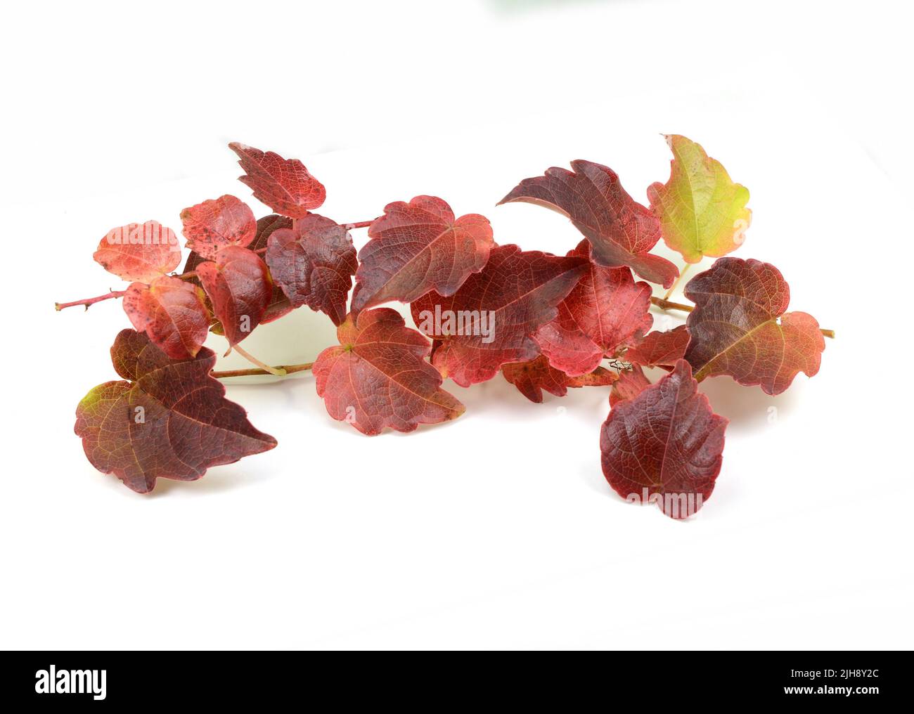 falling autumn foliage on white background, isolated colorful fall leaf ...