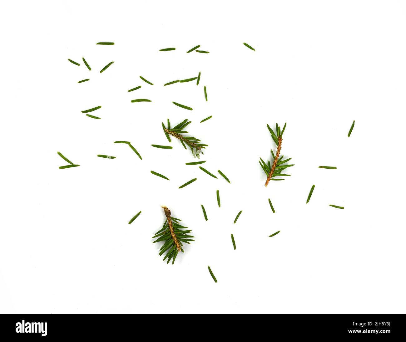 dried fir needles after christmas isolated over white background Stock ...