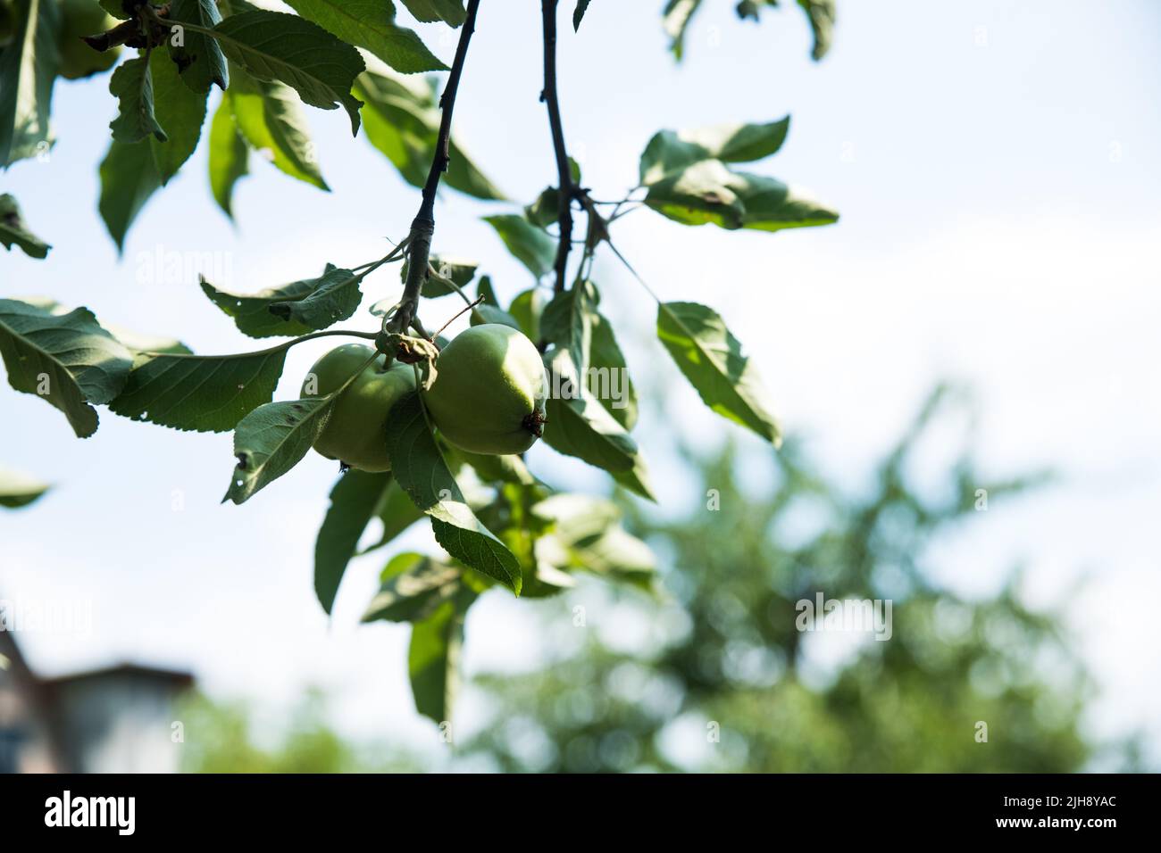Apple tree with young apple fruits. Unripe apples grow on an apple tree ...