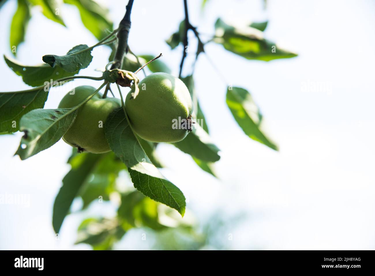 Apple tree with young apple fruits. Unripe apples grow on an apple tree ...