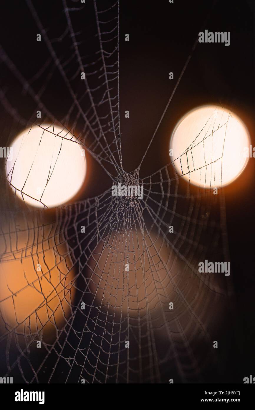 A vertical shot of a cobweb on a blurred background of bokeh lights ...