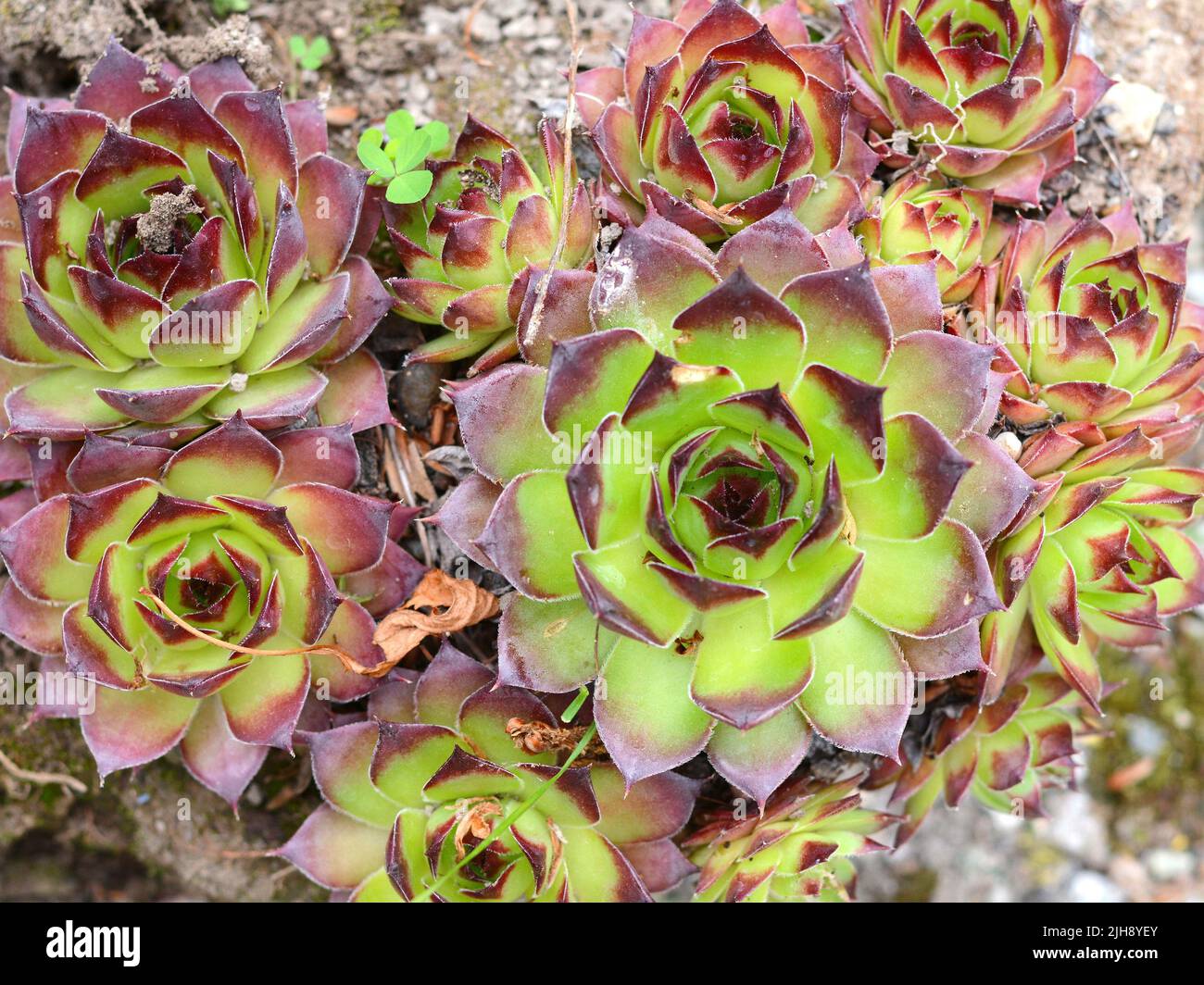 Colorful background of succulent plants Stock Photo - Alamy