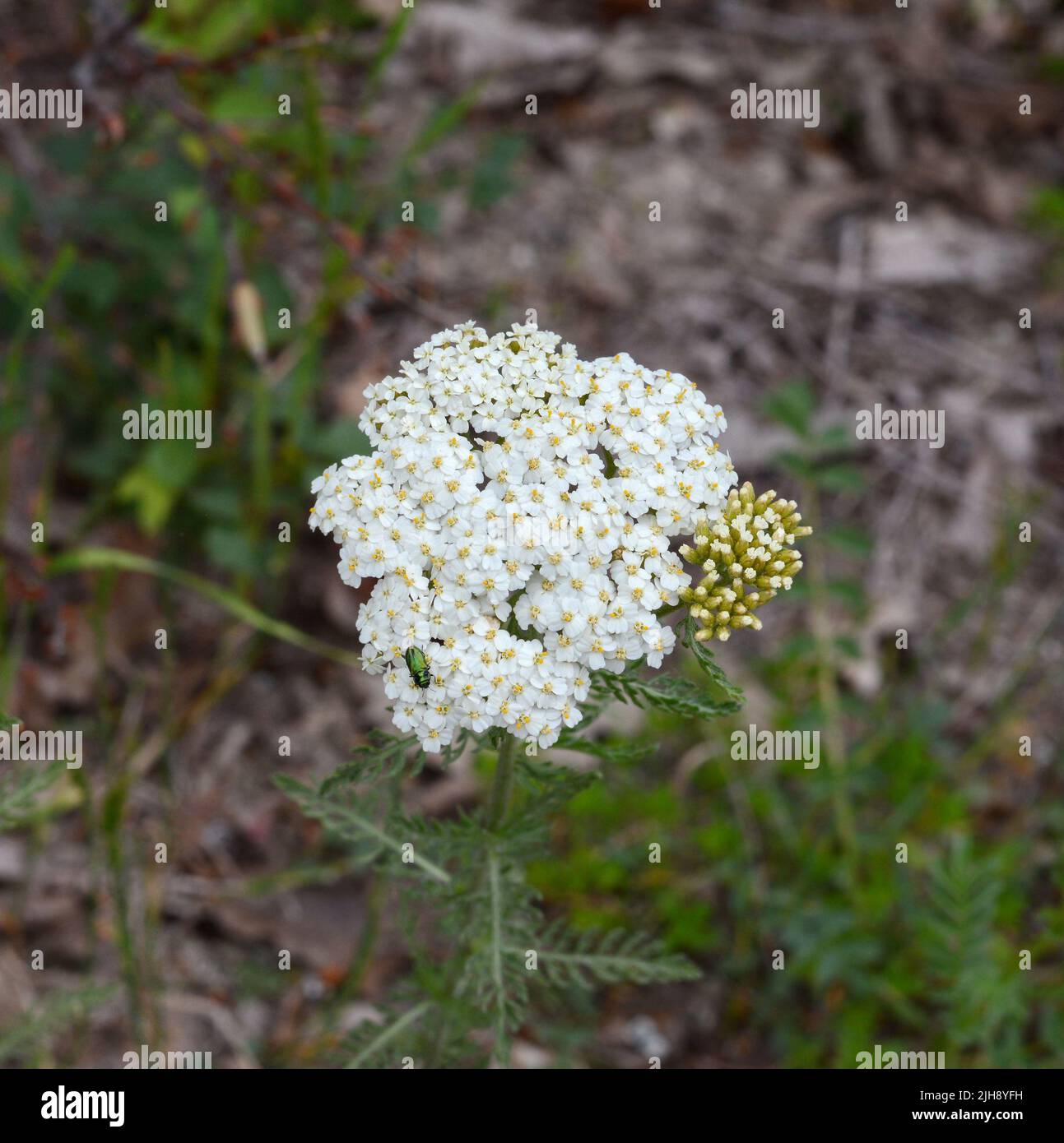 Common yarrow Achillea millefolium white flowers close up, floral ...