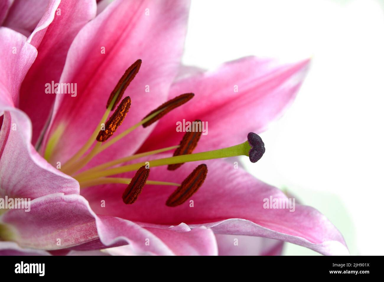 Macro lily flower isolated on white background Stock Photo - Alamy