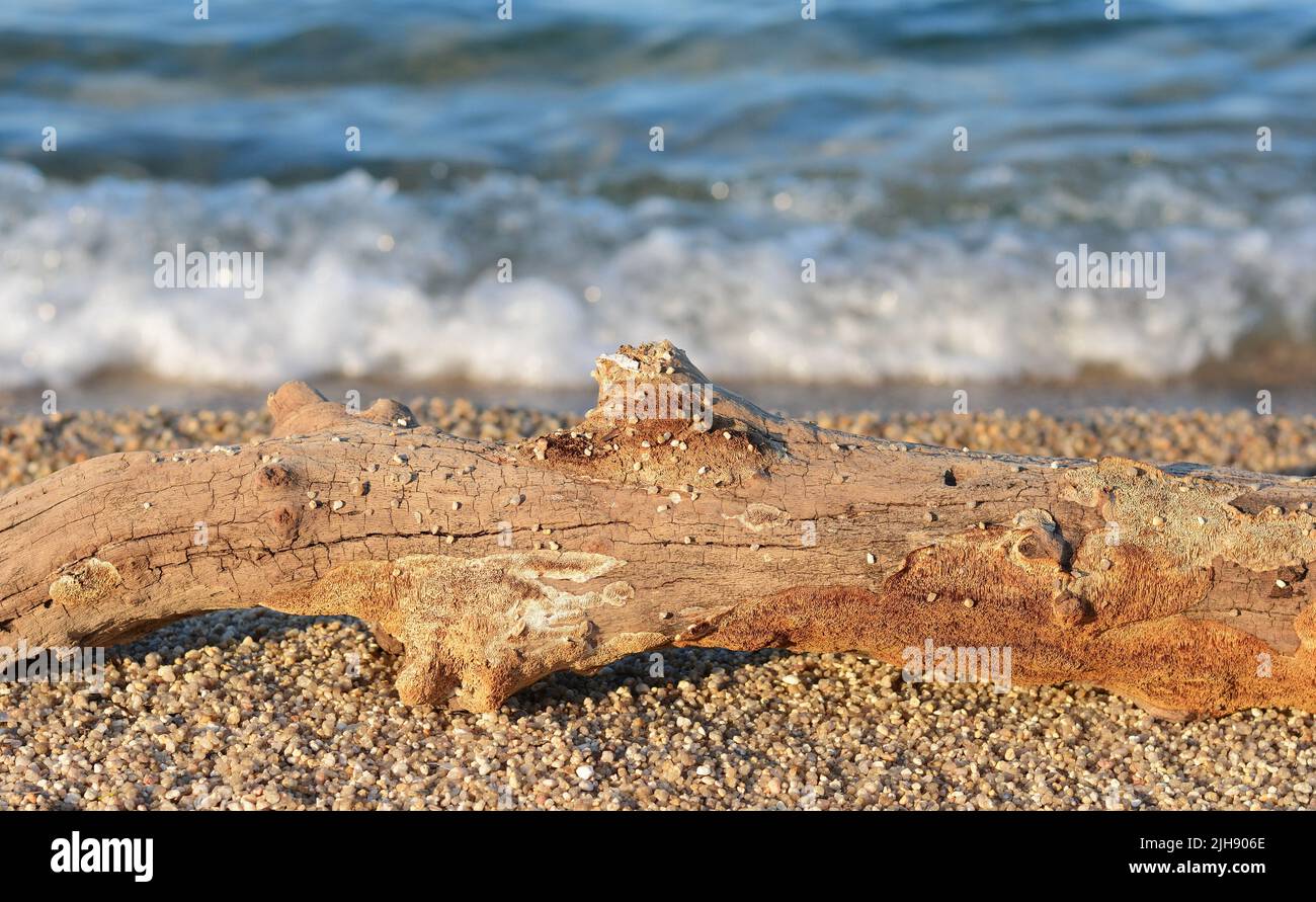 A beautiful nature image of dry wood on the beach, give a sense of calm ...
