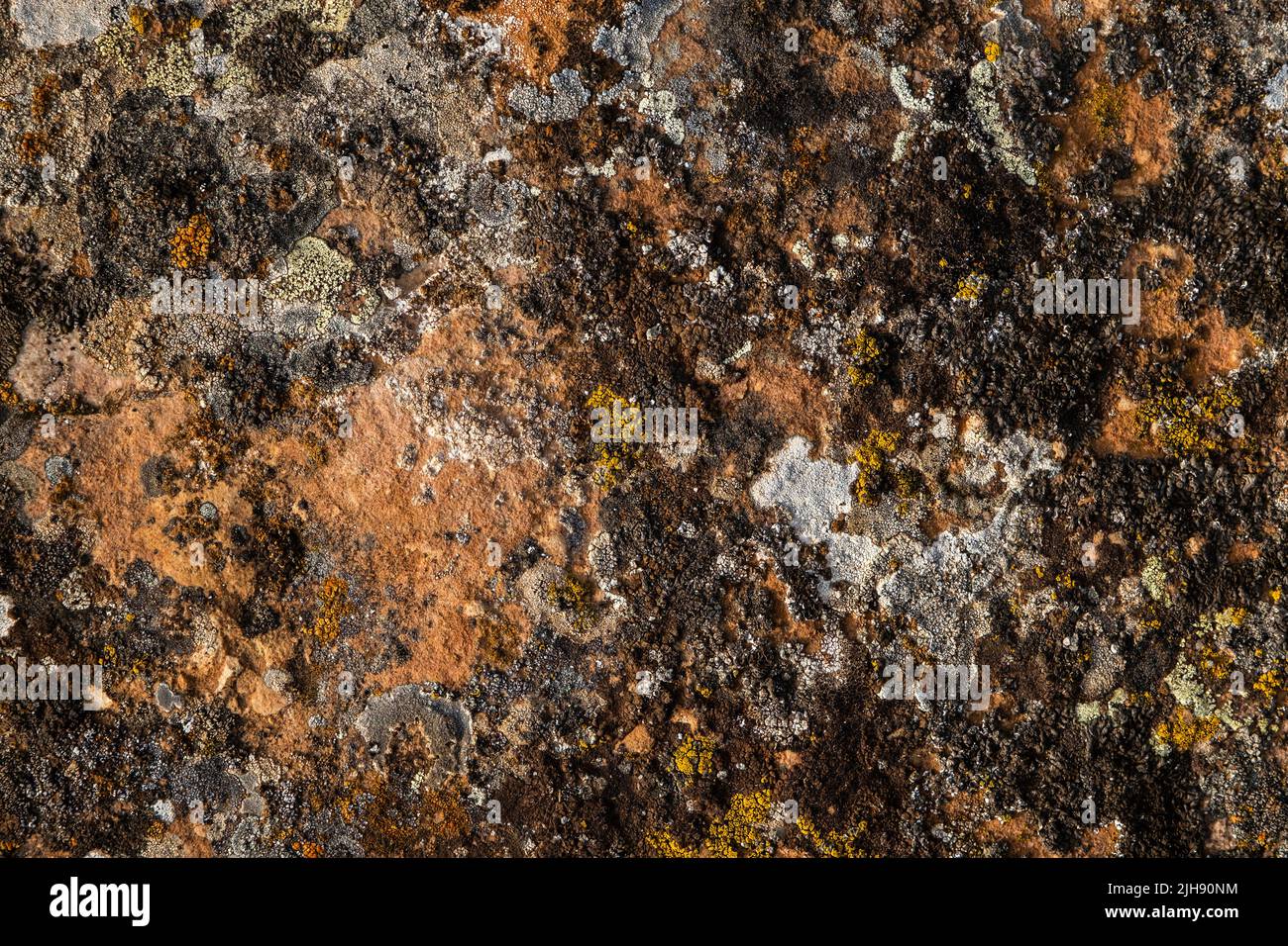 Different lichens growing on limestone Stock Photo - Alamy