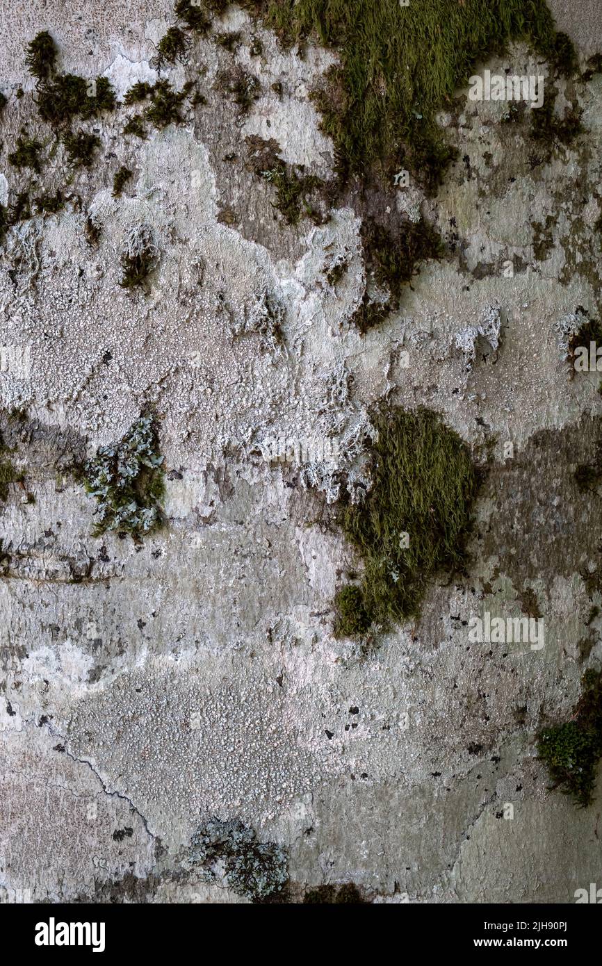 European beech (Fagus sylvatica) bark covered with moss and lichens ...