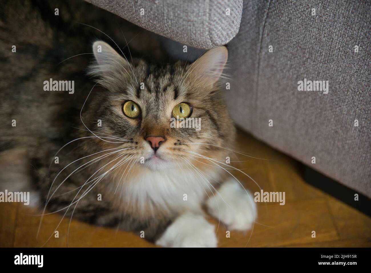 Siberian cat with long hair and big yellow eyes. Lazy day at home with ...