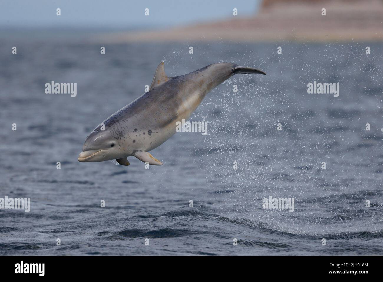 Bottlenose dolphin. Moray Firth. Scotland. 2022 Stock Photo - Alamy