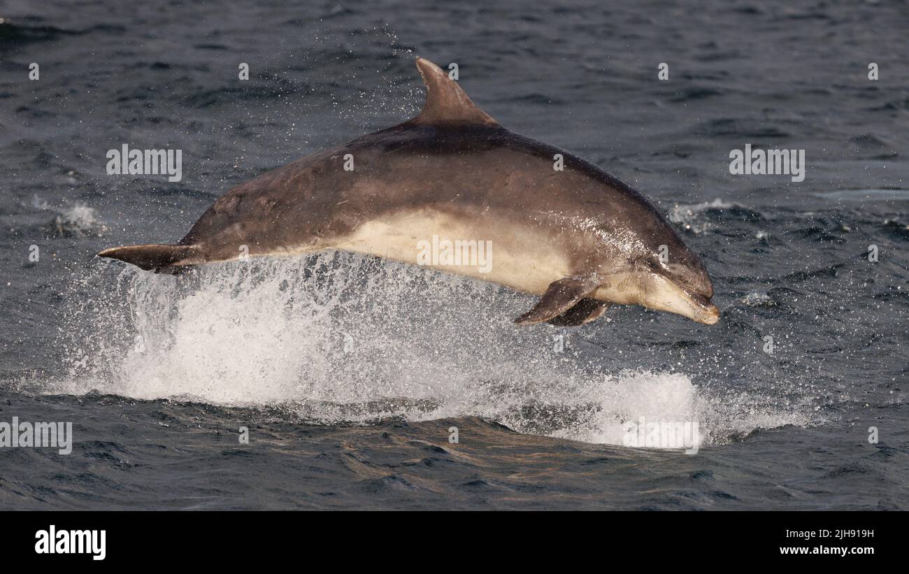 Bottlenose dolphin. Moray Firth. Scotland. 2022 Stock Photo - Alamy