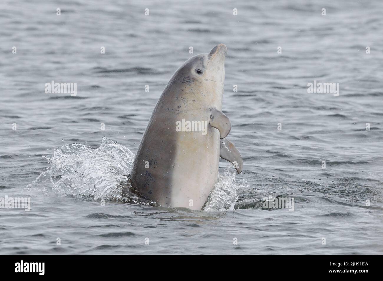Bottlenose dolphin. Moray Firth. Scotland. 2022 Stock Photo - Alamy