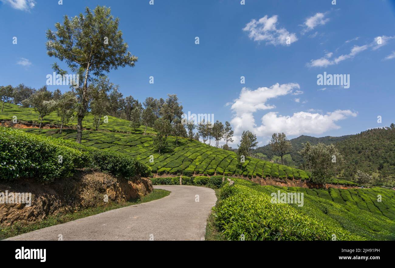 Tea agriculture munnar india hi-res stock photography and images - Alamy