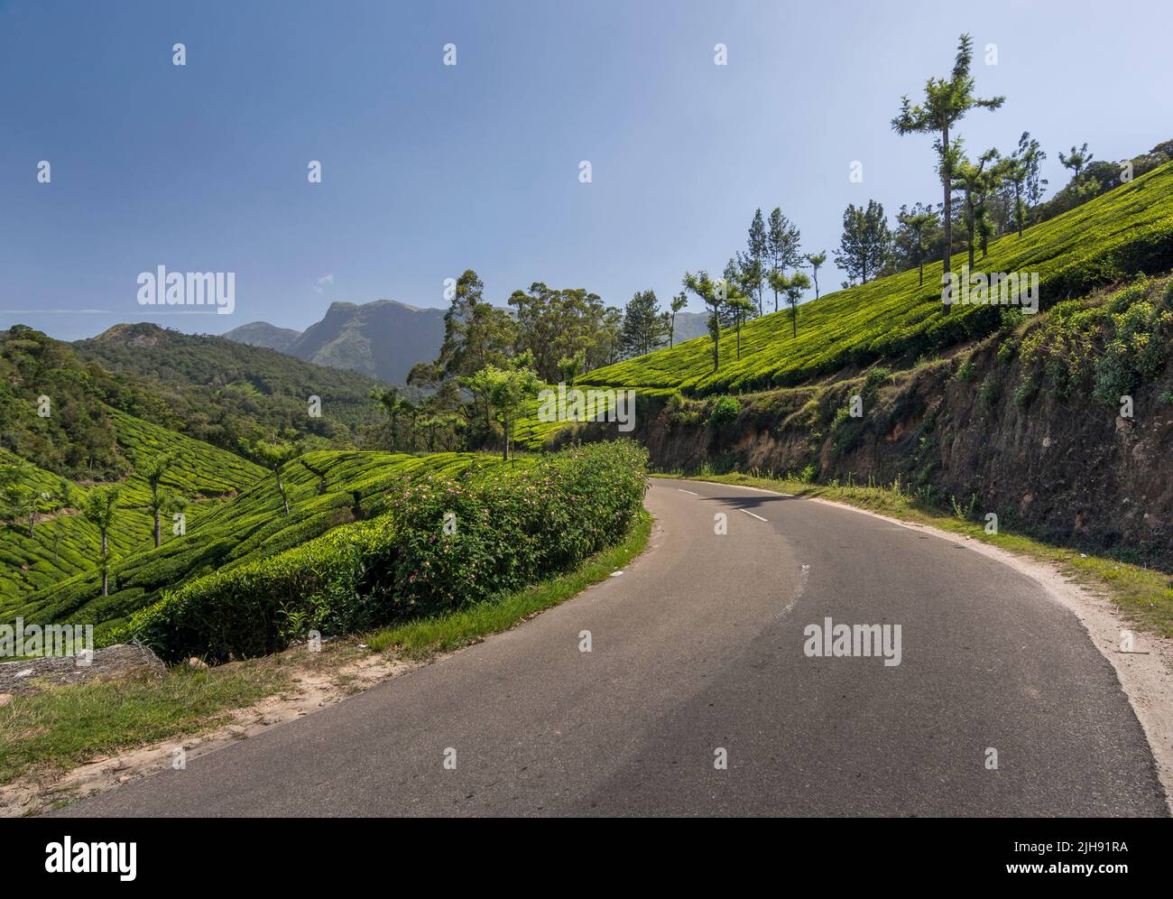 Beautiful view of tea plantation in Munnar, Kerala, India Stock Photo ...