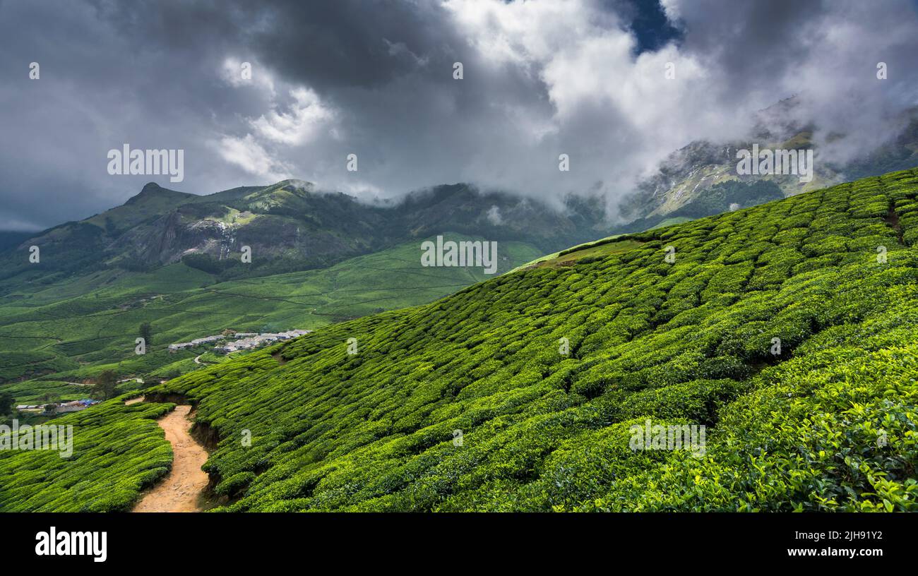 Munnar estate hi-res stock photography and images - Alamy