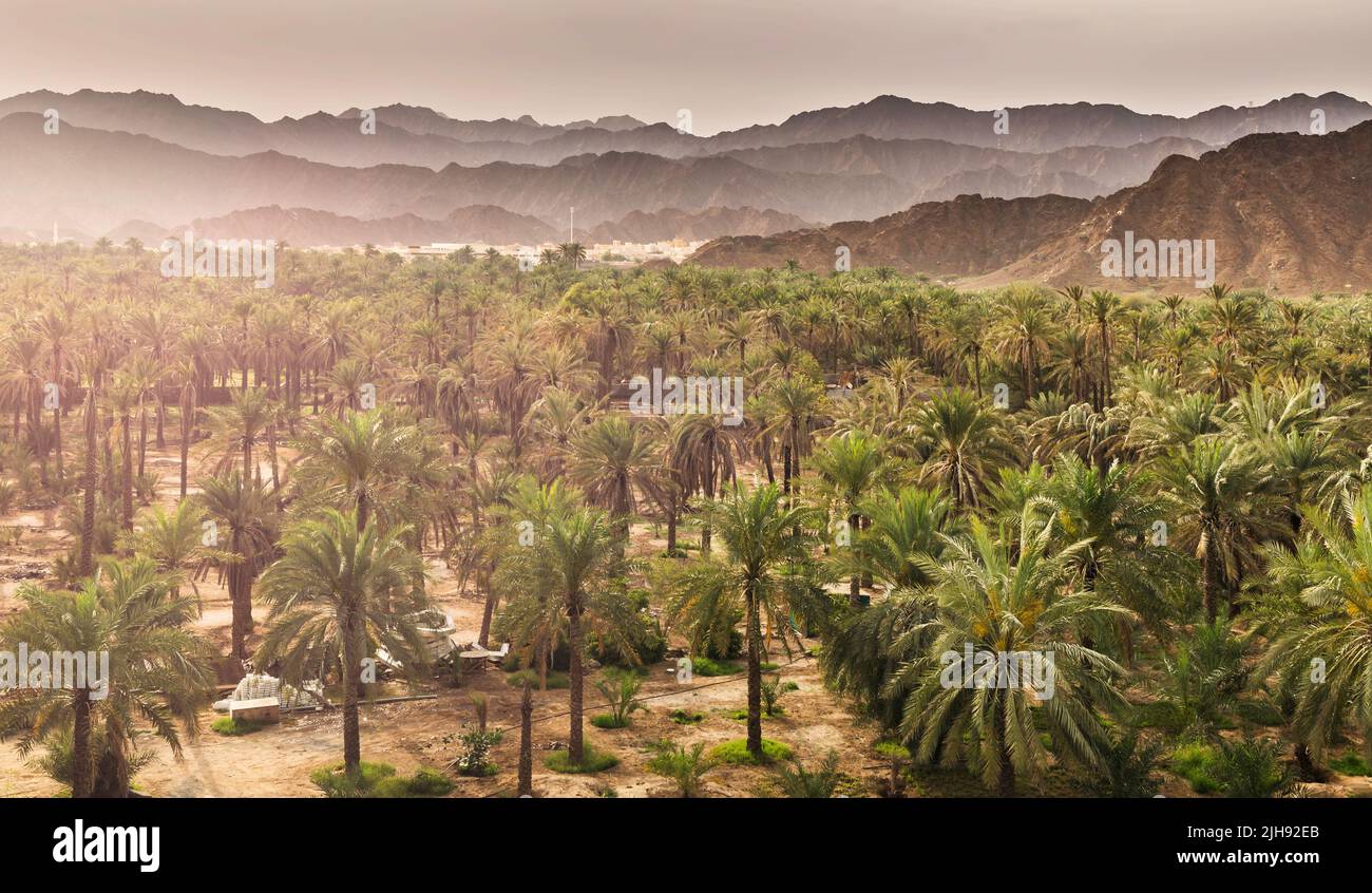 Arab agriculture hi-res stock photography and images - Alamy