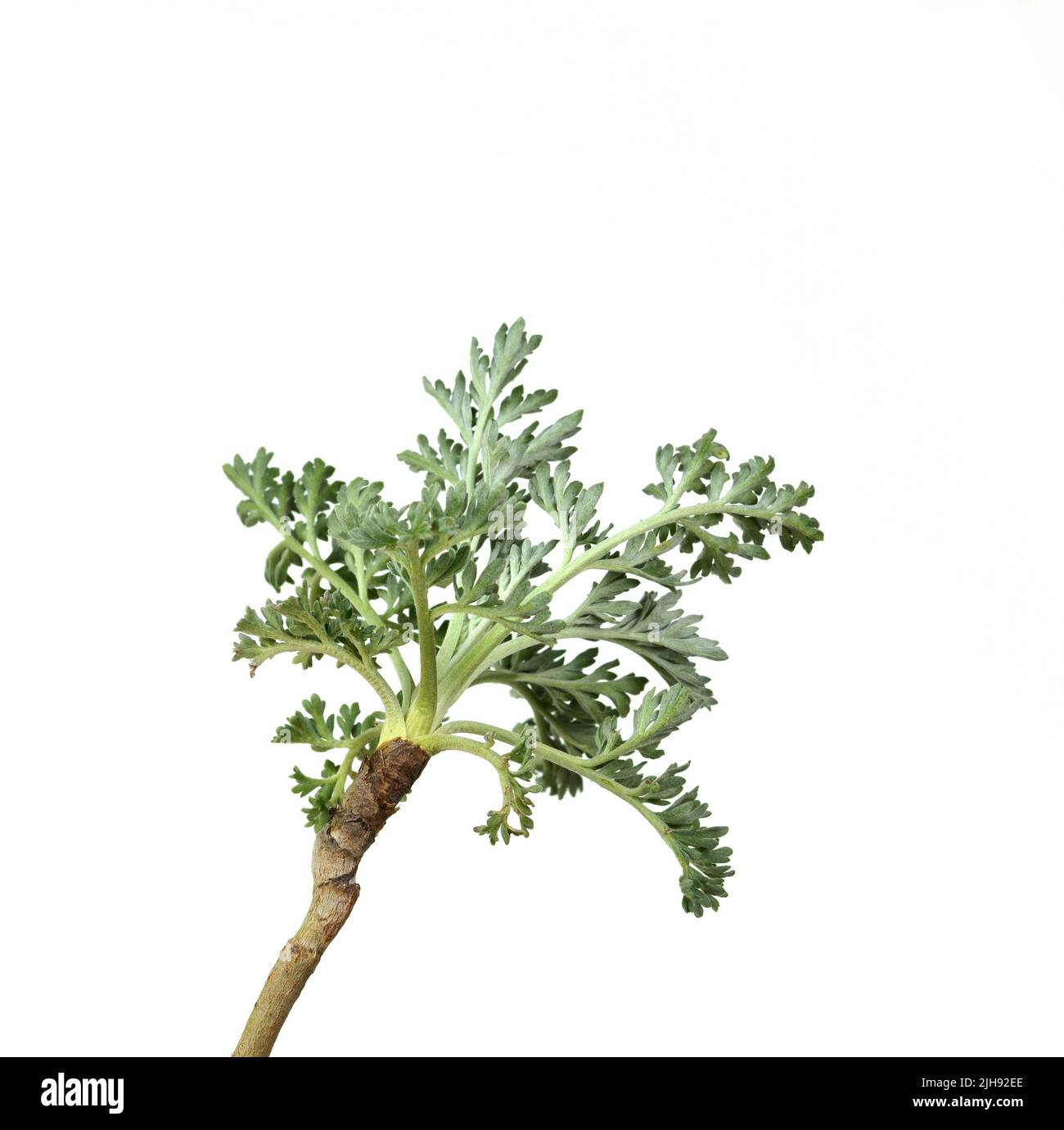 Wormwood Isolated on White Background Stock Photo - Alamy