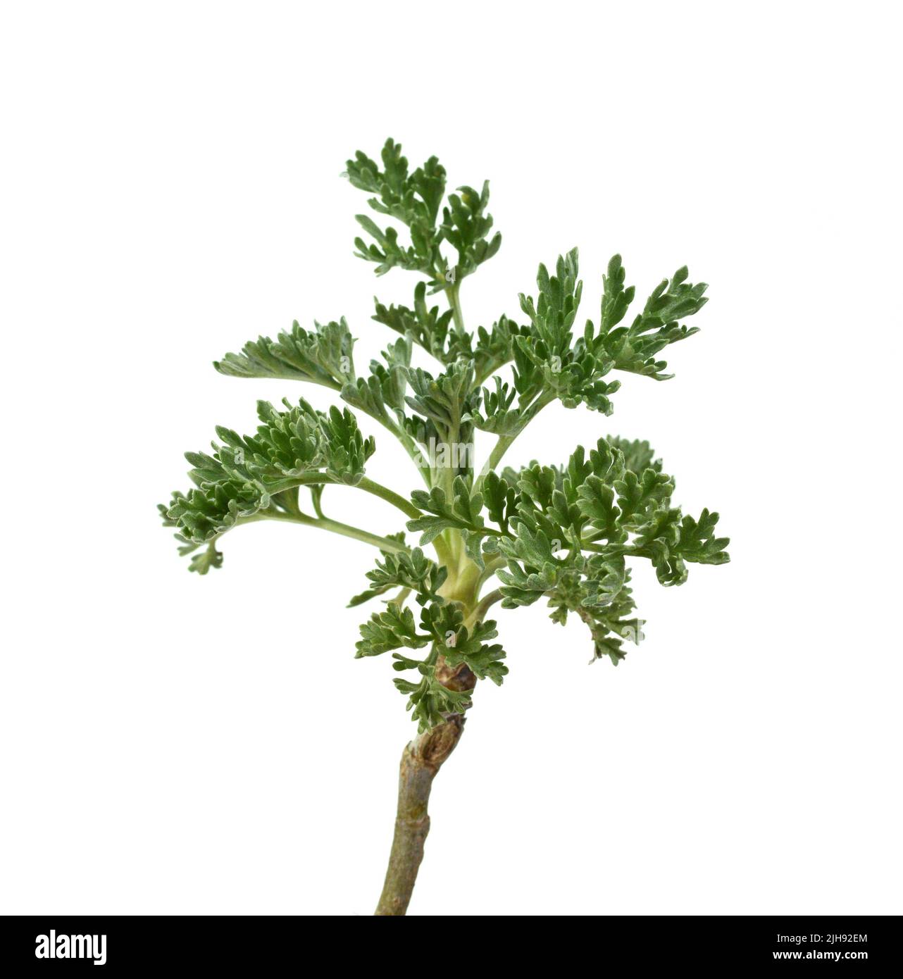 Artemisia absinthium absinthium absinthe wormwood Cut Out Stock Images ...