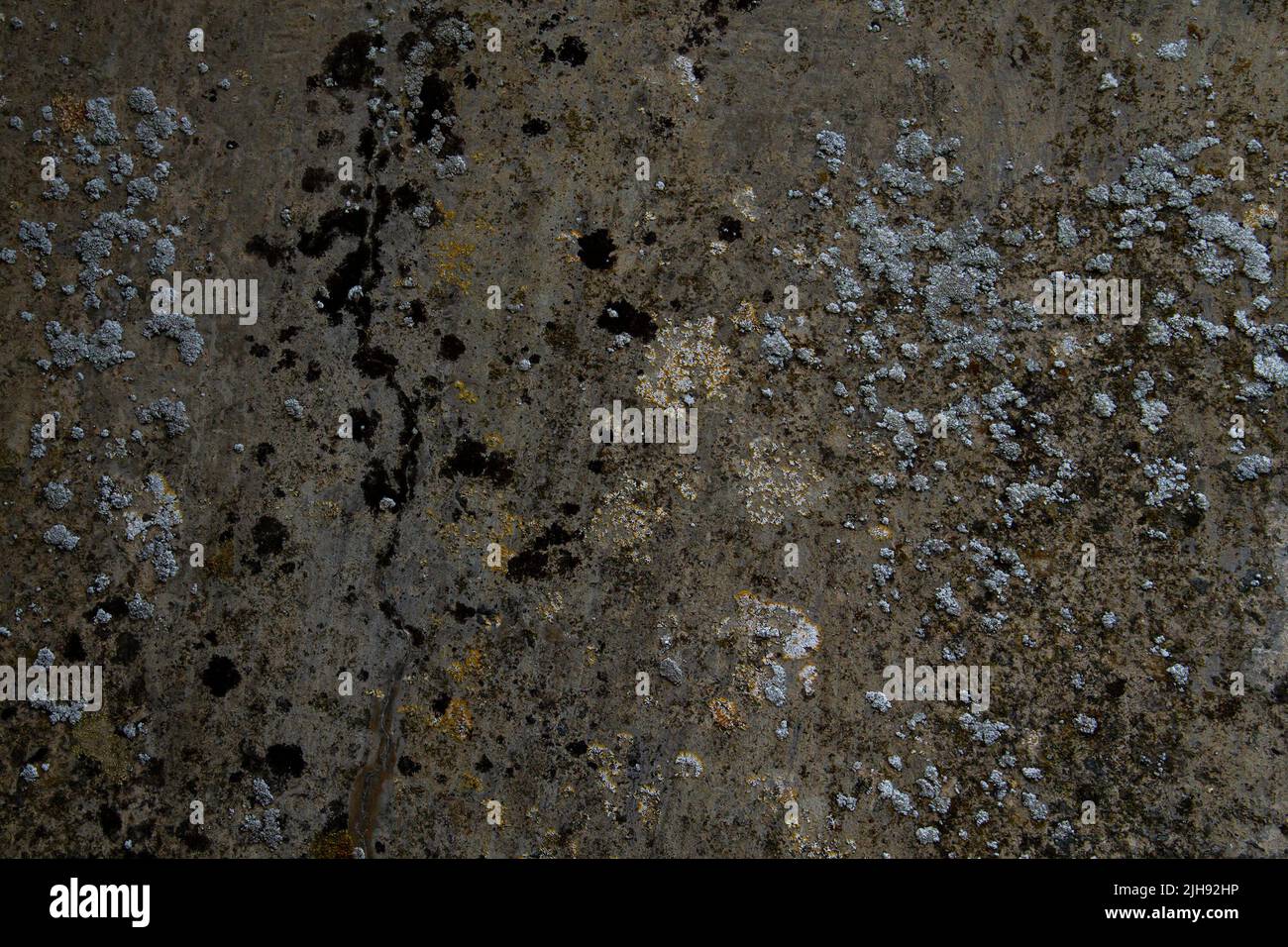 Crustose lichens growing on a raw concrete wall Stock Photo - Alamy