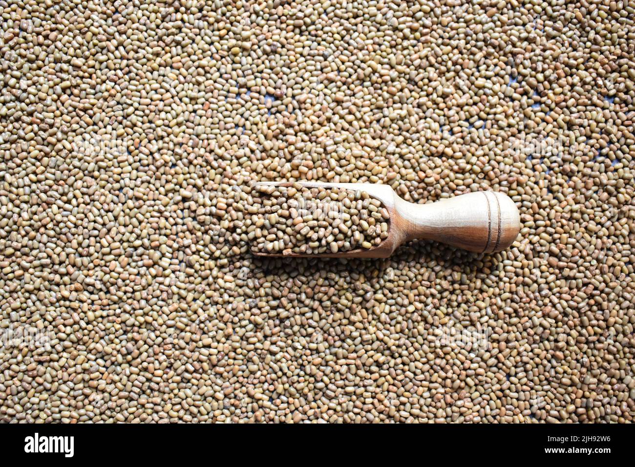 Raw whole dried Moth beans Stock Photo - Alamy
