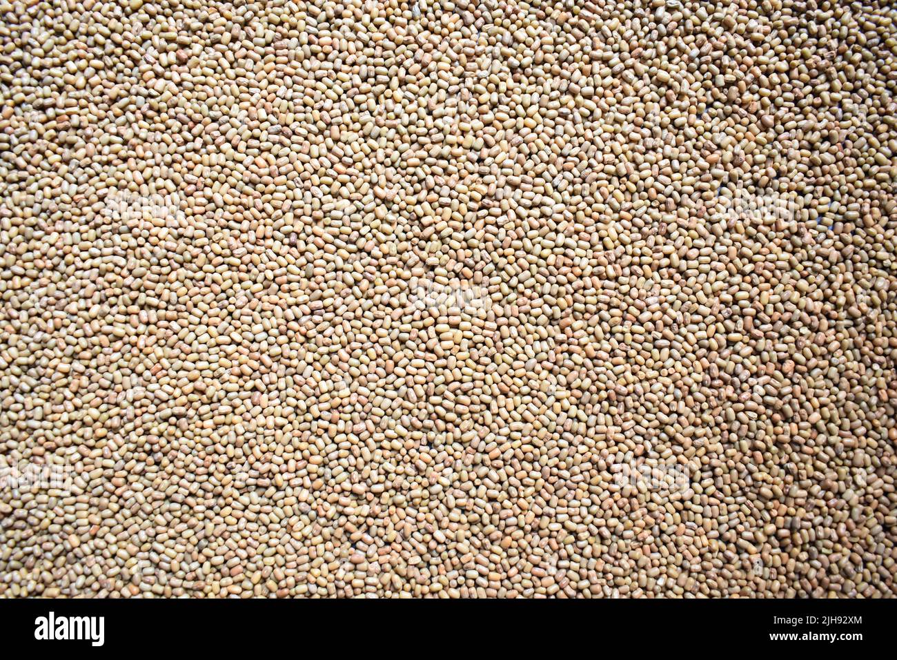 Matki beans hi-res stock photography and images - Alamy