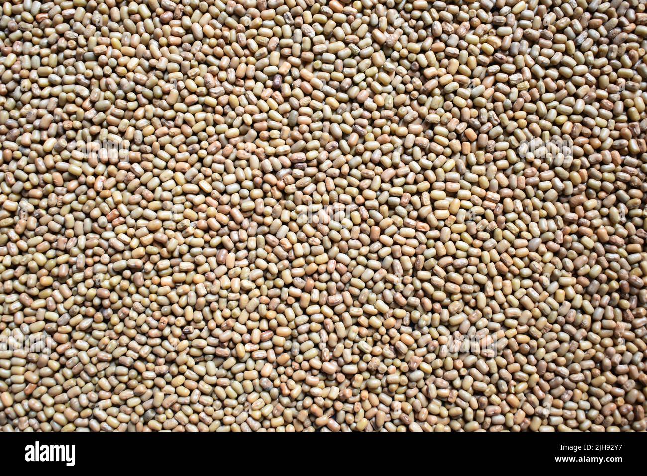 Raw whole dried Moth beans Stock Photo - Alamy