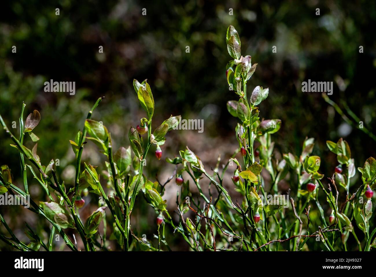 European blueberry (Vaccinium myrtillus) wild plant with red immature ...