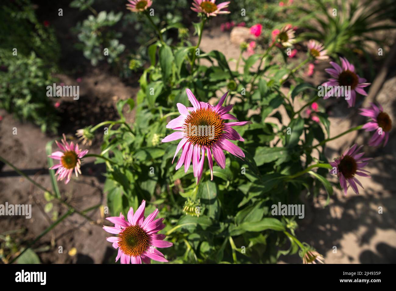 Echinacea purpurea. Flower plant commonly known as coneflower Stock ...