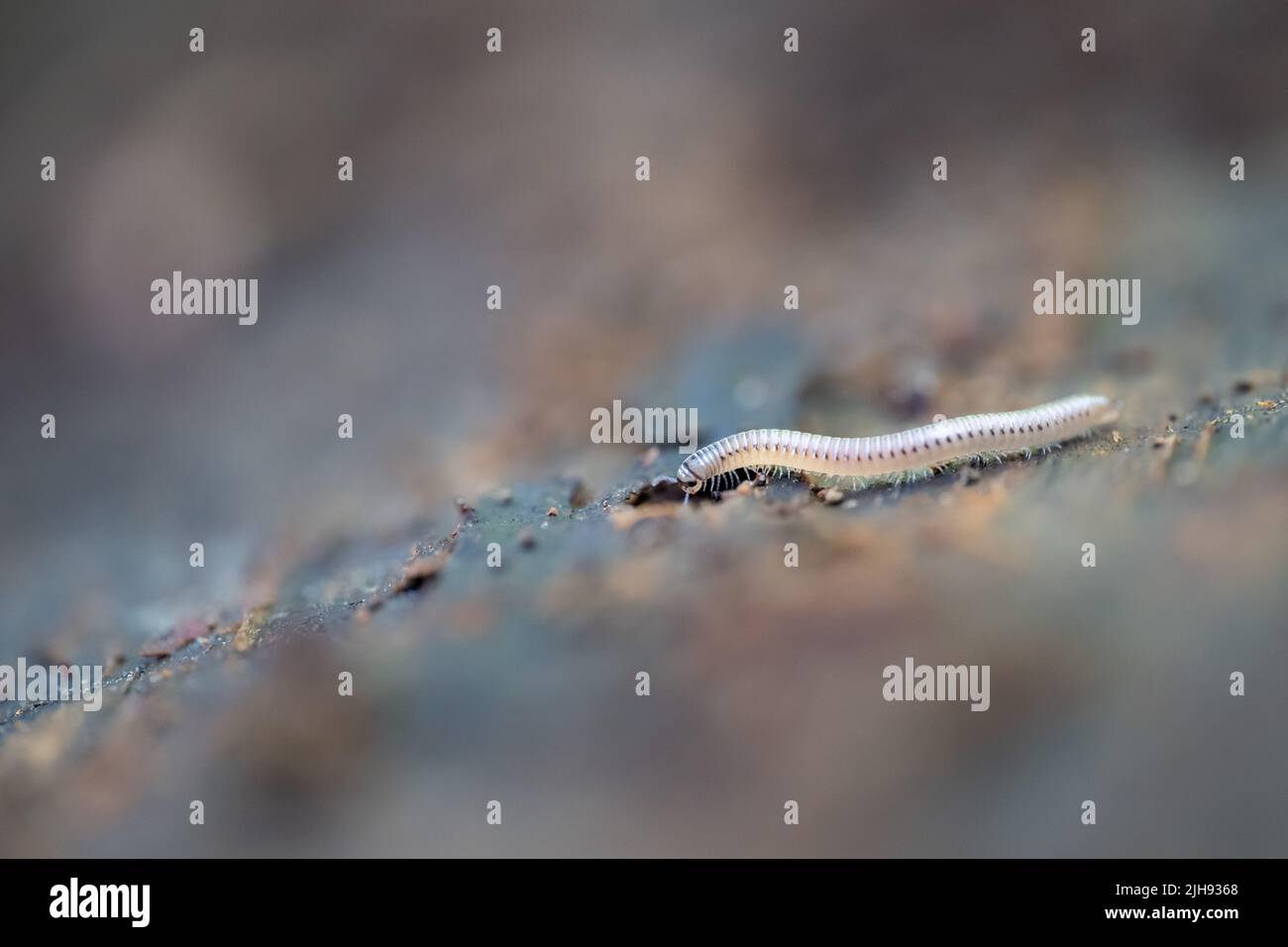 Selective focus shot of Creeping Millipede (Myriapoda) on blurry ...