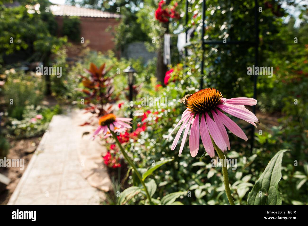 Echinacea purpurea. Flower plant commonly known as coneflower Stock ...