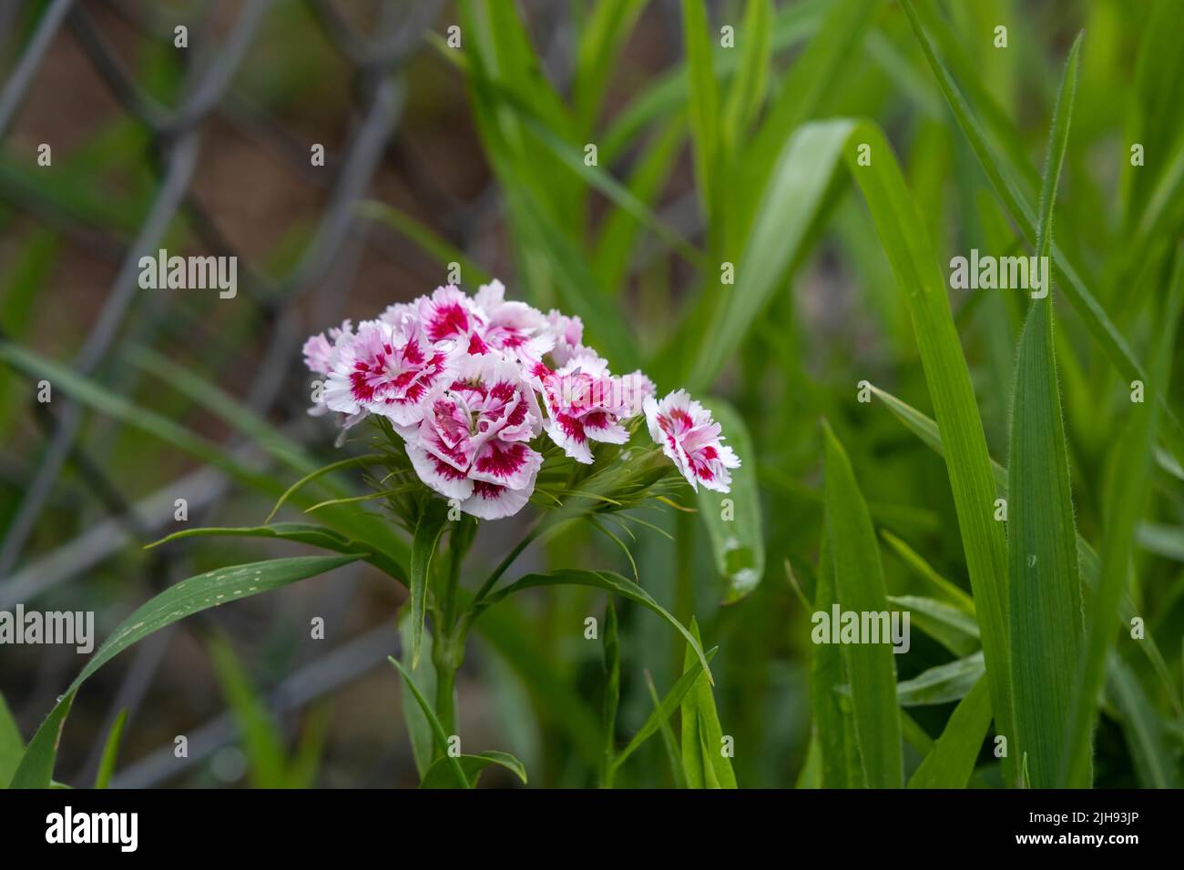 Variegated carnation flowers hi-res stock photography and images - Alamy