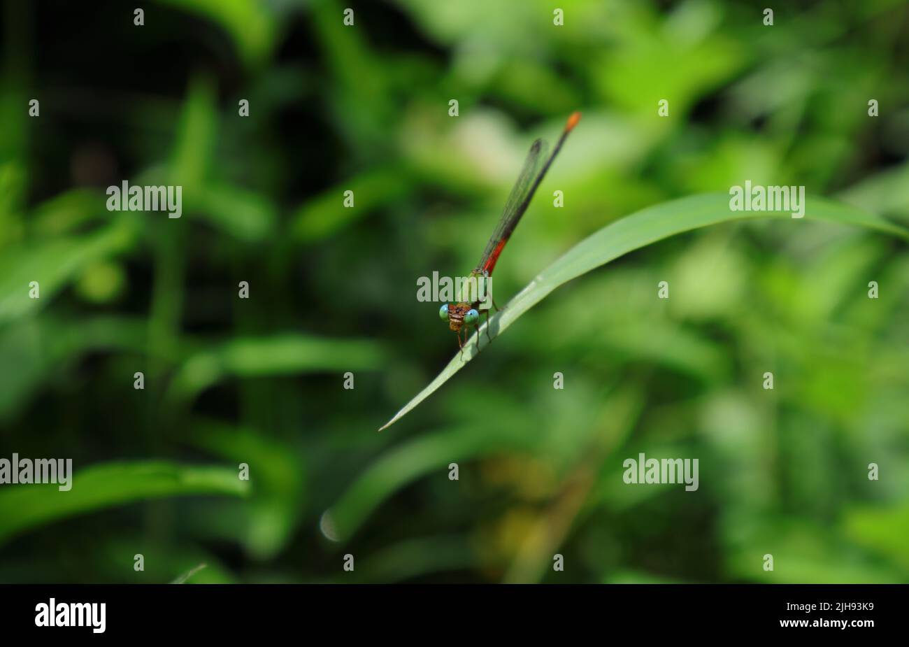 Angle view of an Orange-tailed marsh dart damselfly's face, the ...