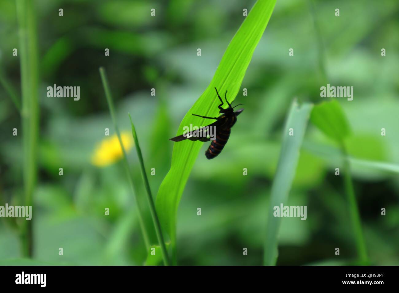 Amata passalis moth hi-res stock photography and images - Alamy