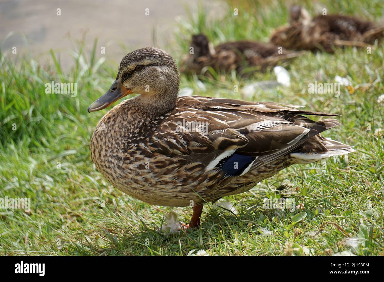 Mallard duck on grass, water in background Stock Photo - Alamy