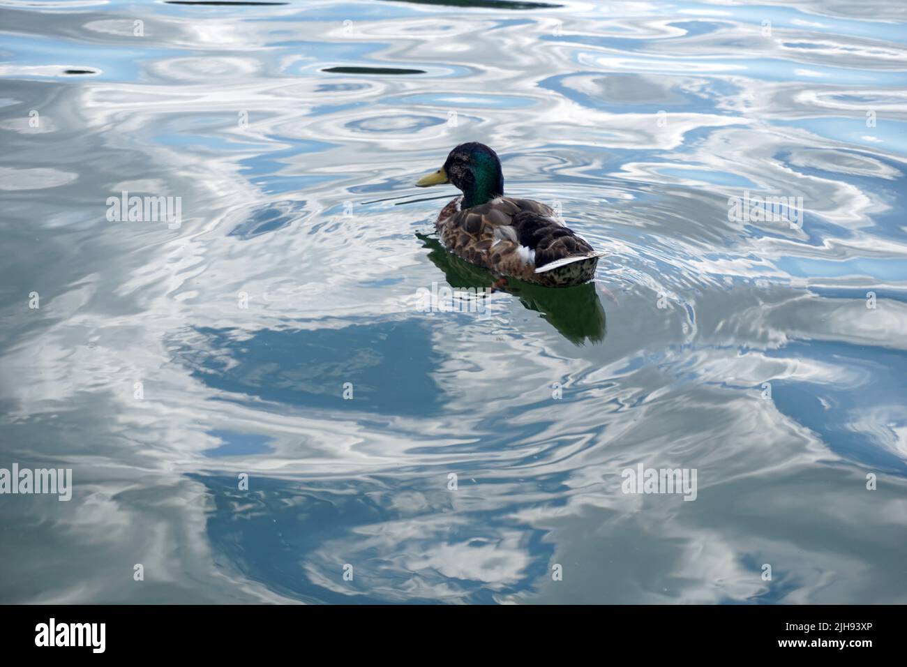 Mallard duck swimming on water Stock Photo - Alamy