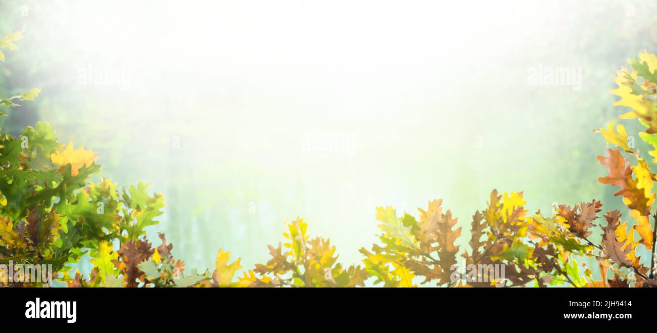 Fall background with autumn leaves, sunlight and sunbeams, panorama ...