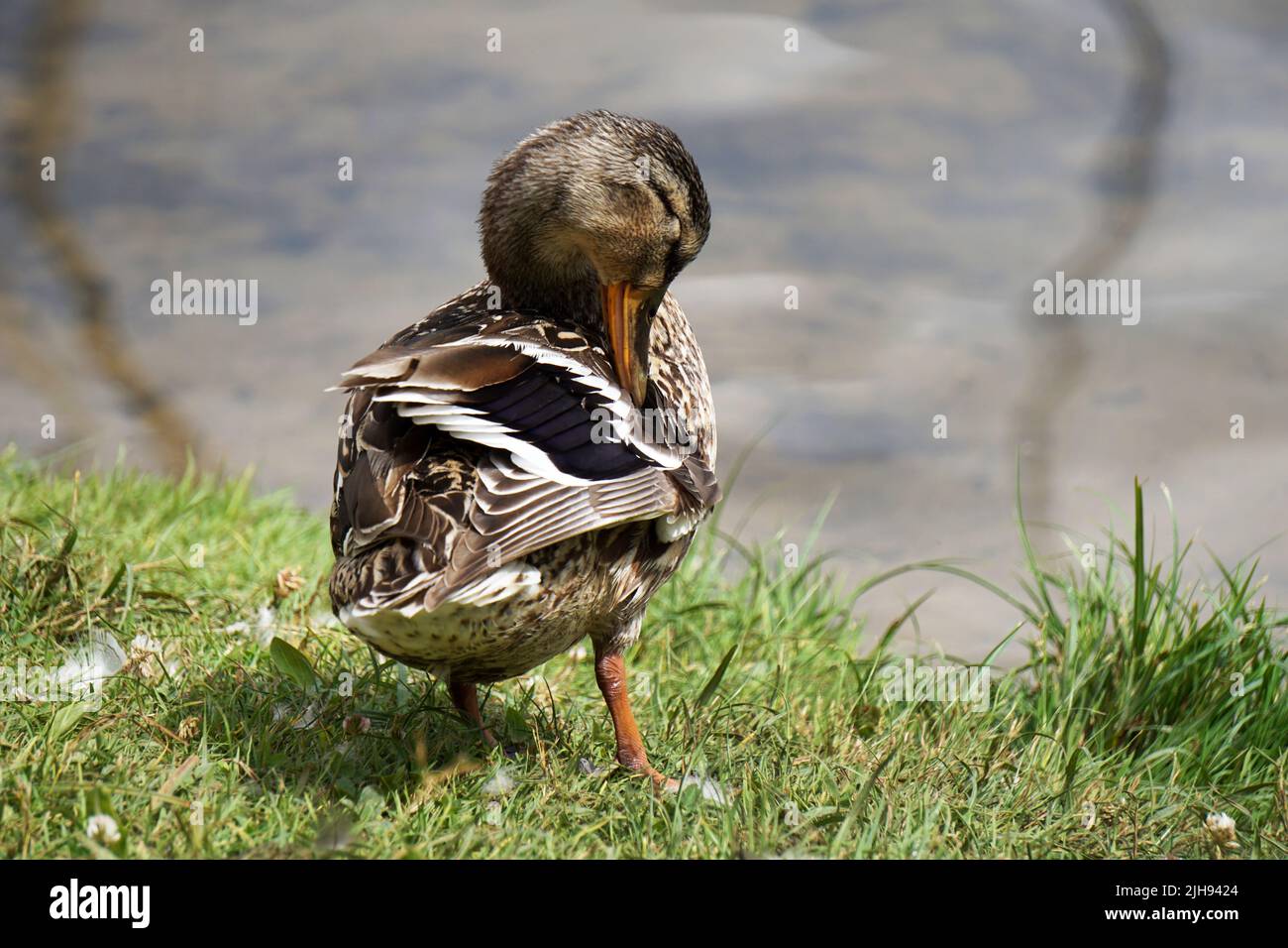 Mallard duck on grass, water in background Stock Photo - Alamy