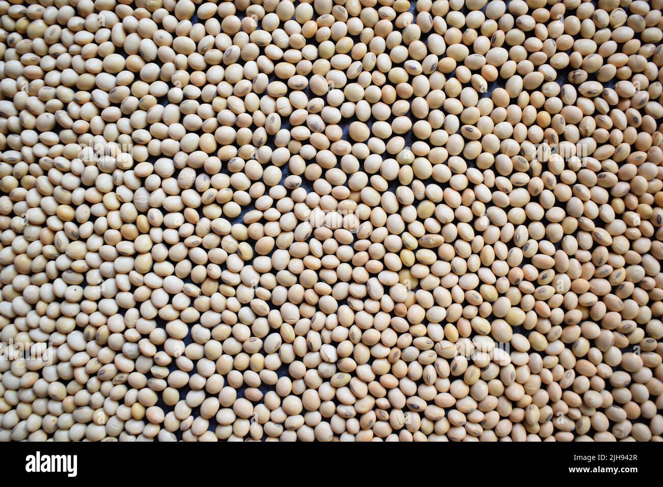 Soya Beans Seeds