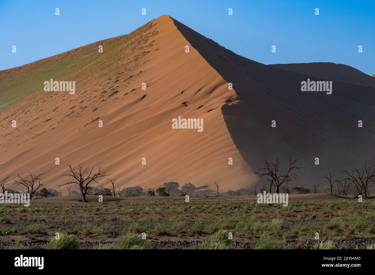 Namibia, the Namib desert, graphic landscape of yellow dunes, rain season Stock Photo - Alamy