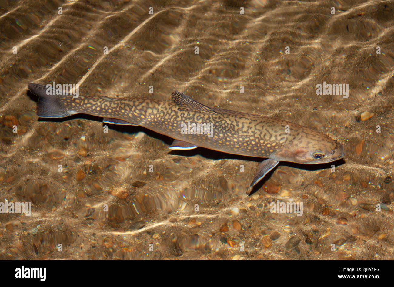 Brown trout in an underground stream Stock Photo - Alamy