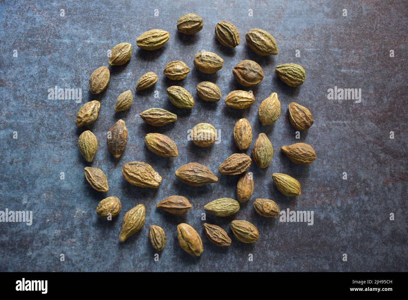 Raw whole dried Terminalia chebula fruit Stock Photo - Alamy