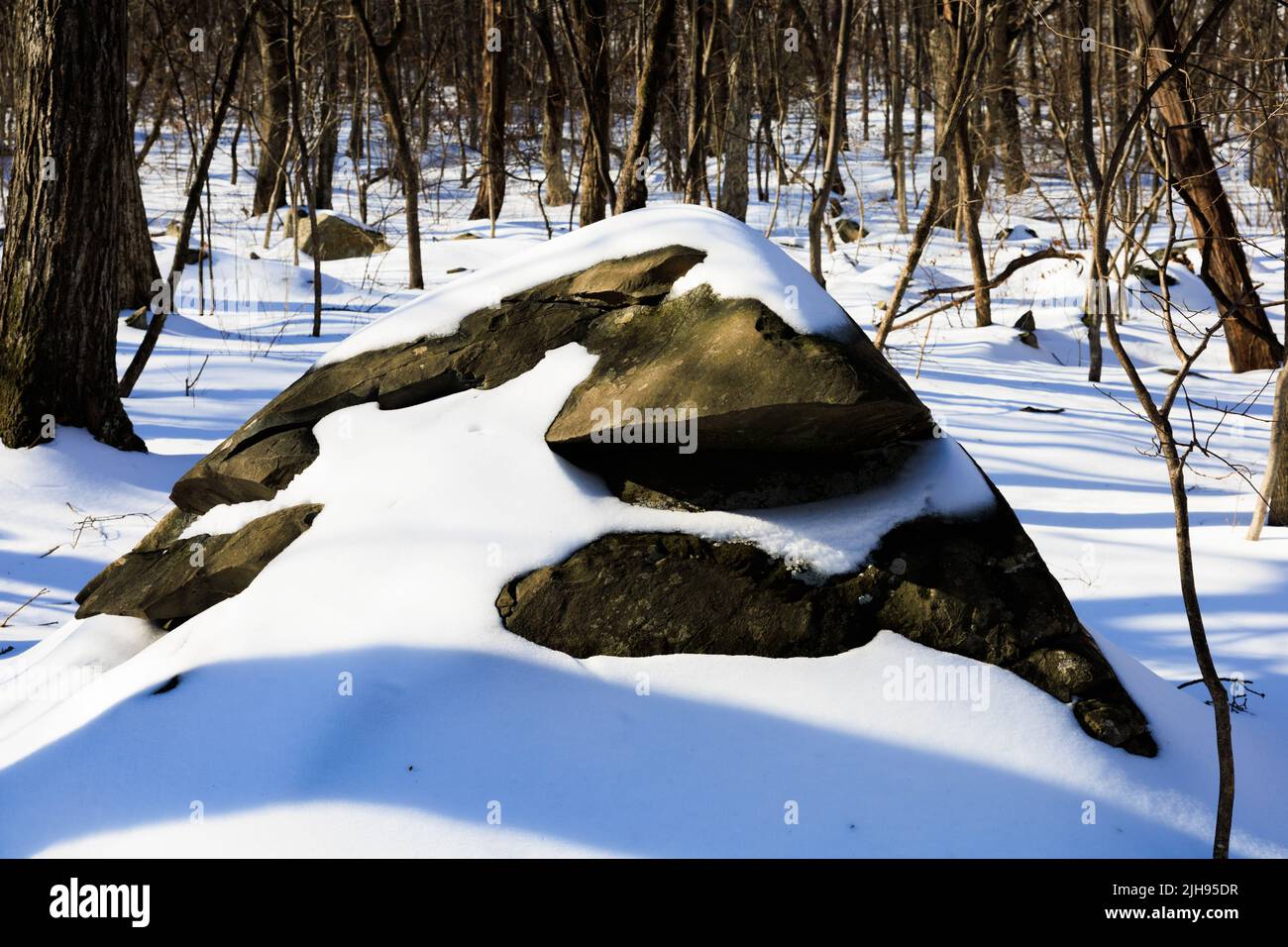 A snowy rock in the forest in Virginia Stock Photo - Alamy
