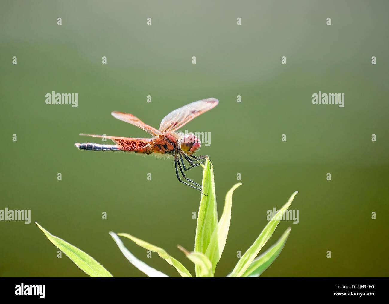 A closeup of an orange dragonfly hovering with its legs holding on to a ...