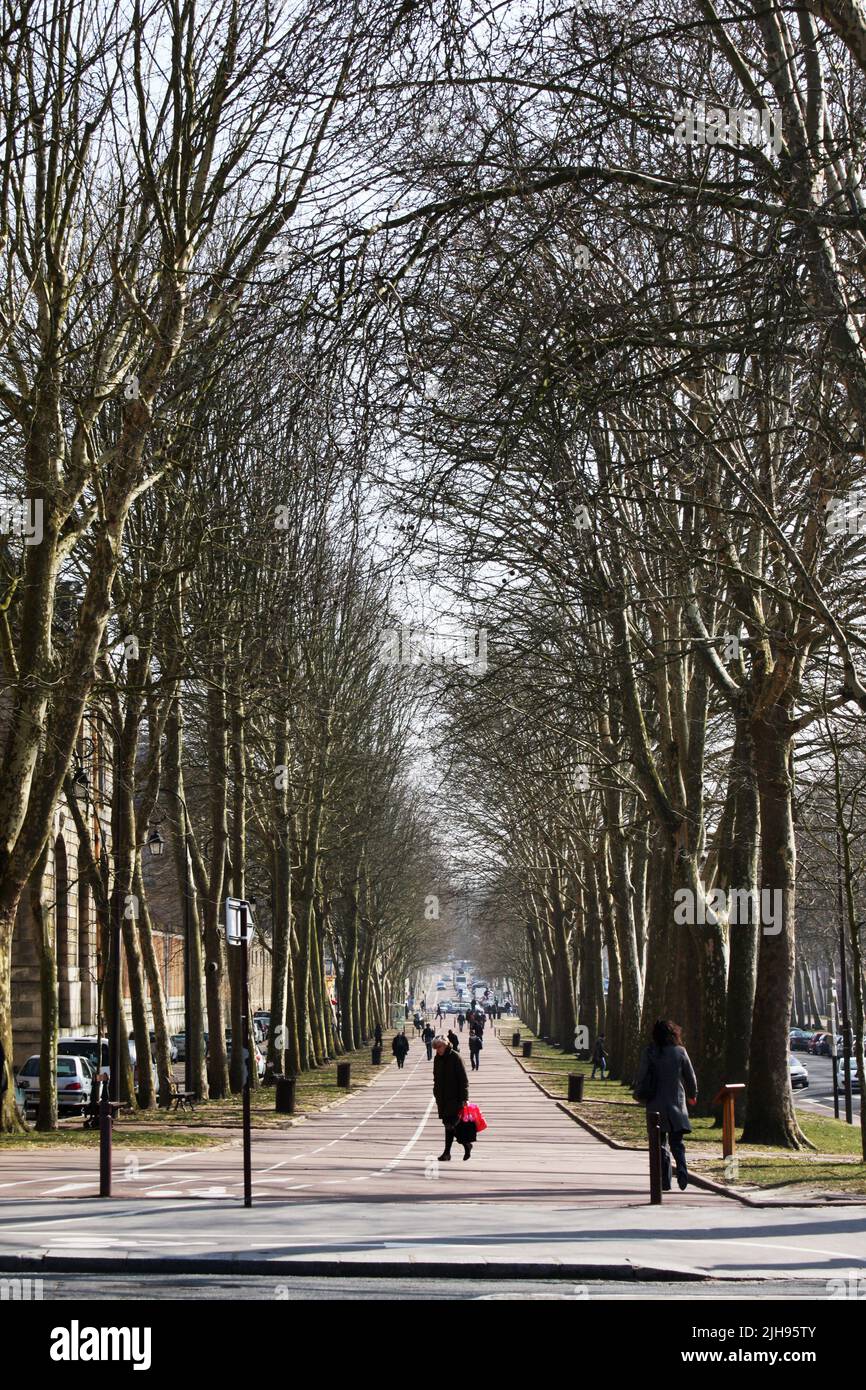 Tree line street with a woman walking by in Paris, France Stock Photo ...