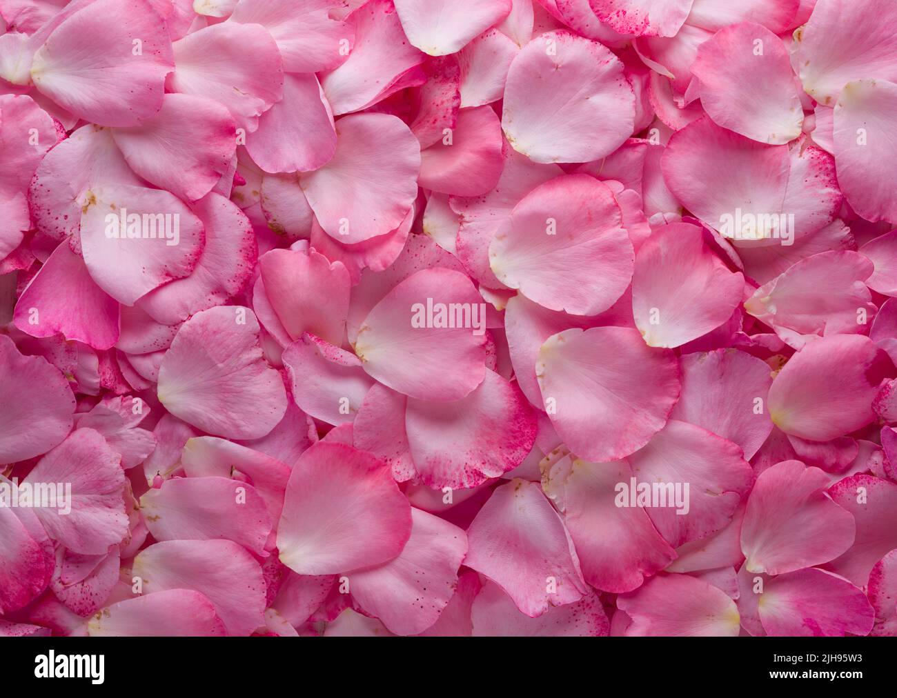 Pink rose petals background. High resolution rose petal texture Stock ...