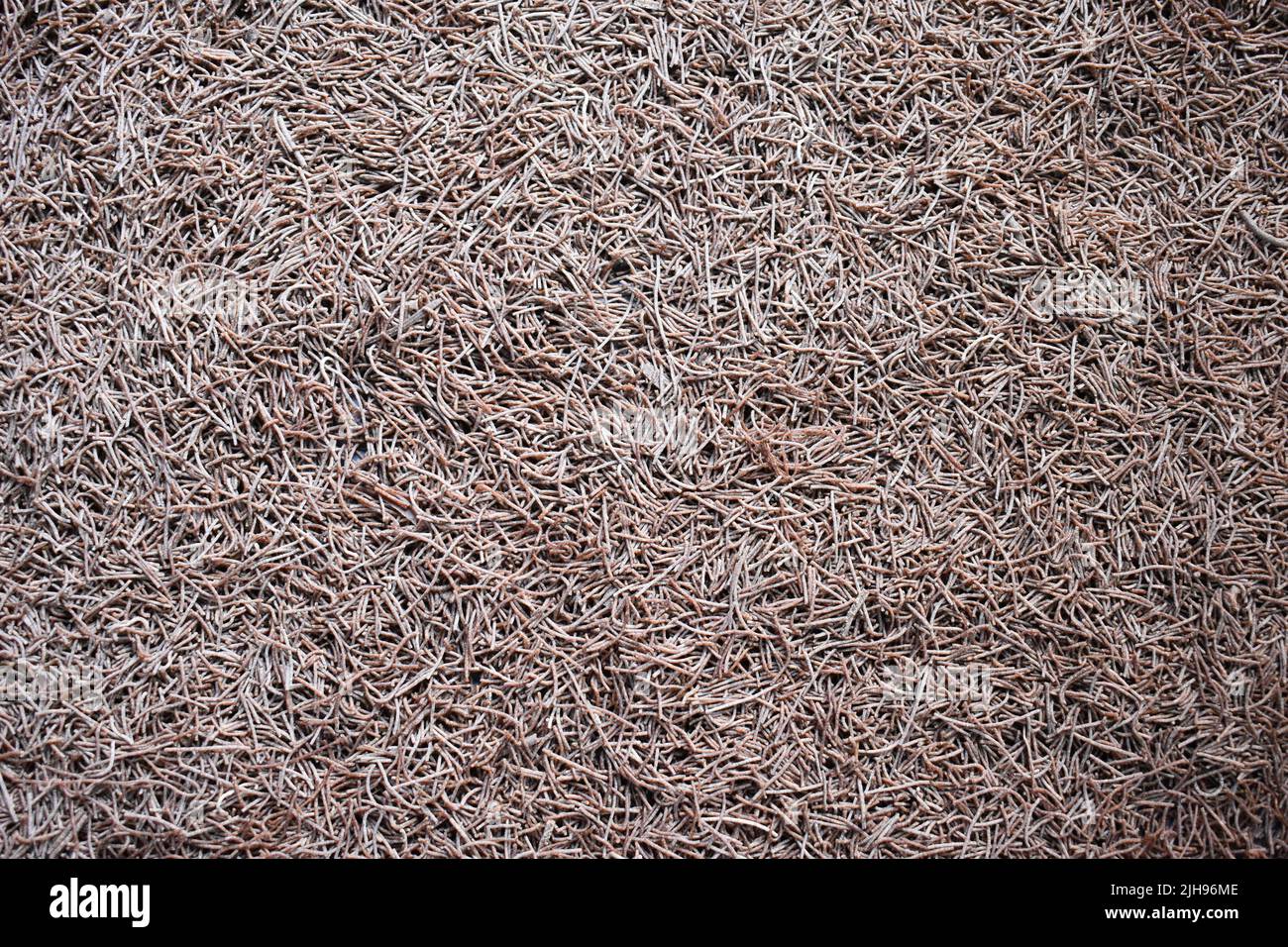 Raw whole dried finger millet vermicelli pasta Stock Photo - Alamy
