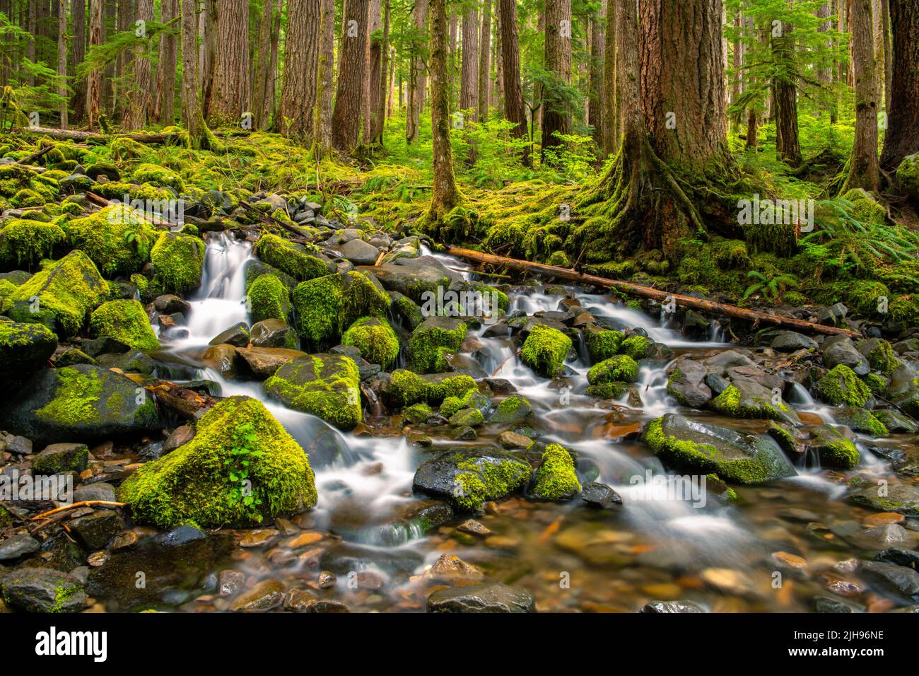 Idyllic, long exposure scene of a clear stream flowing over moss ...