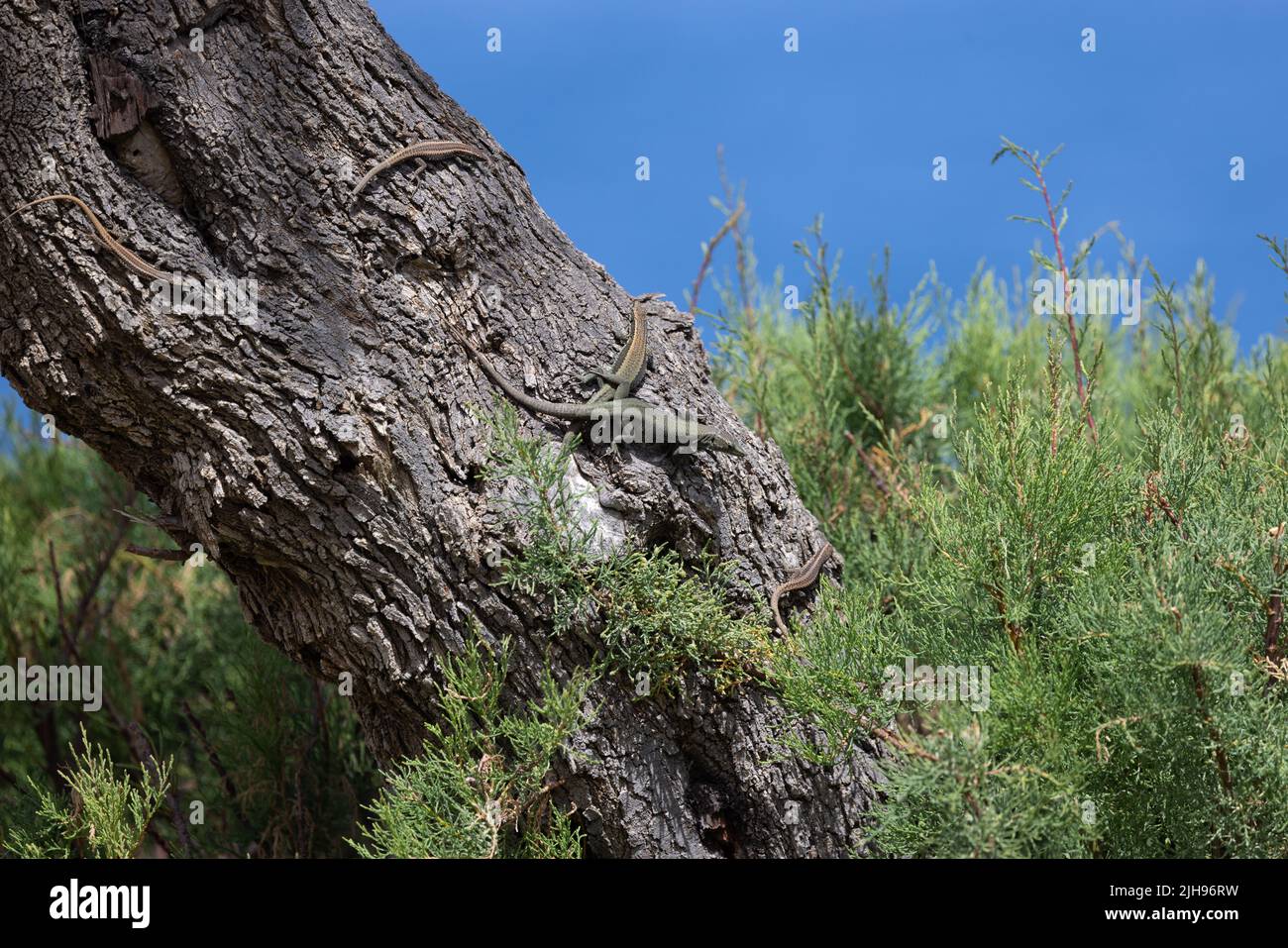 Beautiful skinks hi-res stock photography and images - Alamy