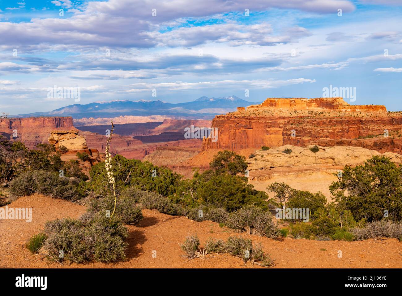 Canyonlands National Park landscape with blooming yucca along a canyon ...